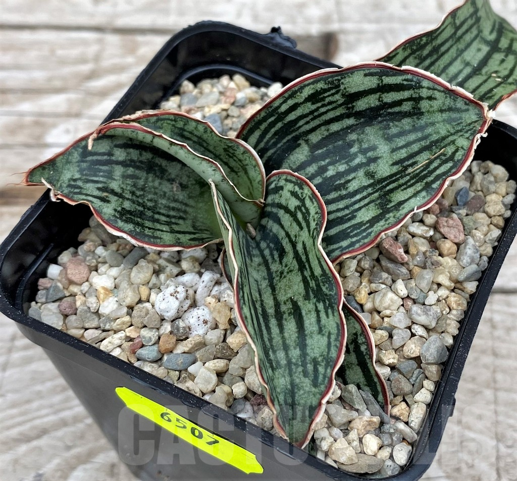 SH6507 Sansevieria ‘Cleopatra’ – Cactus-online