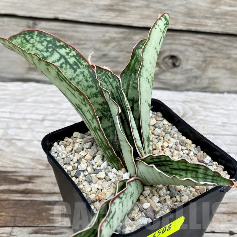 Cactus-online – Cactus-online