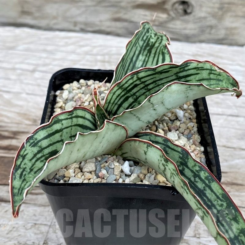 Cactus-online – Cactus-online