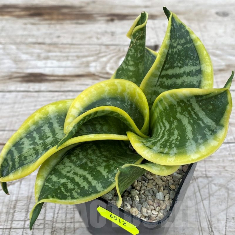 Cactus-online – Cactus-online