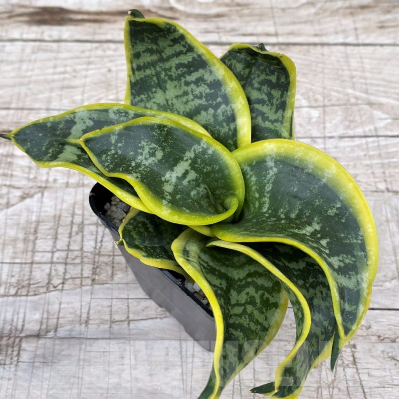 Cactus-online – Cactus-online