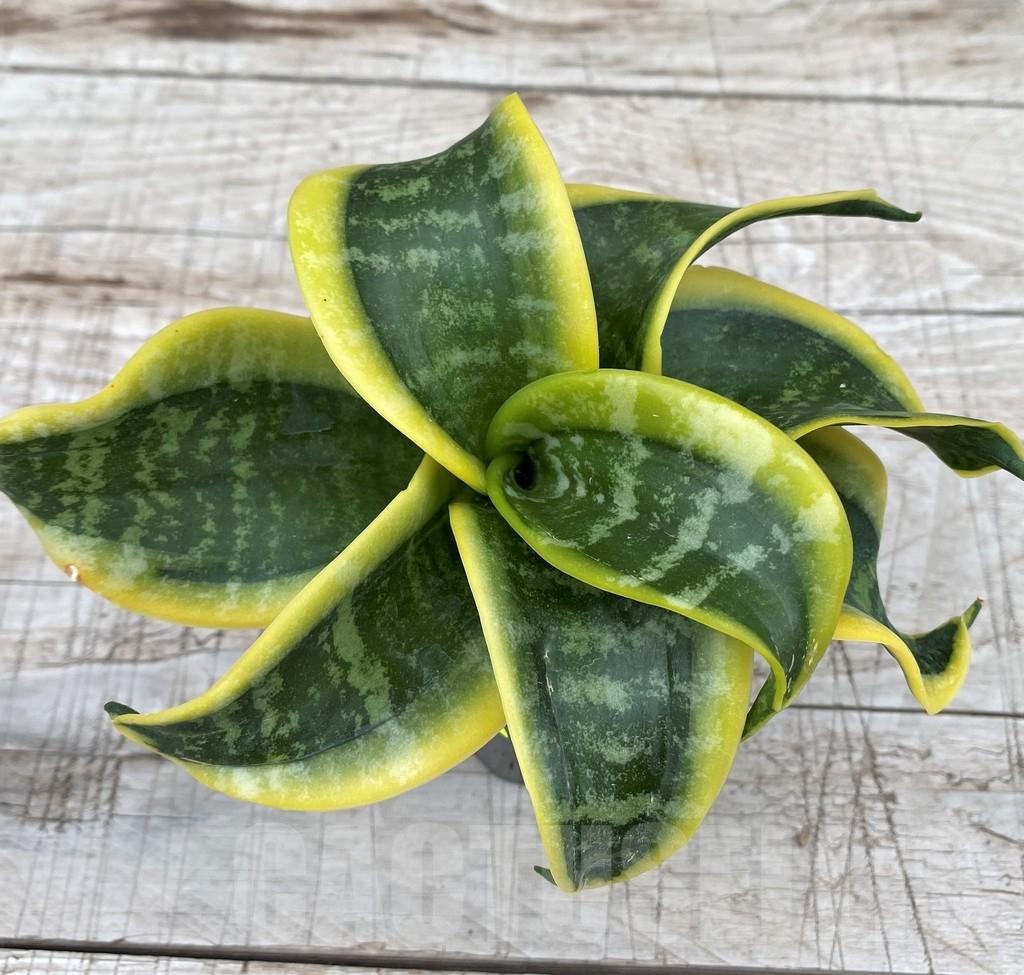SH6514 Sansevieria ‘Tsunami’ f. variegata – Cactus-online