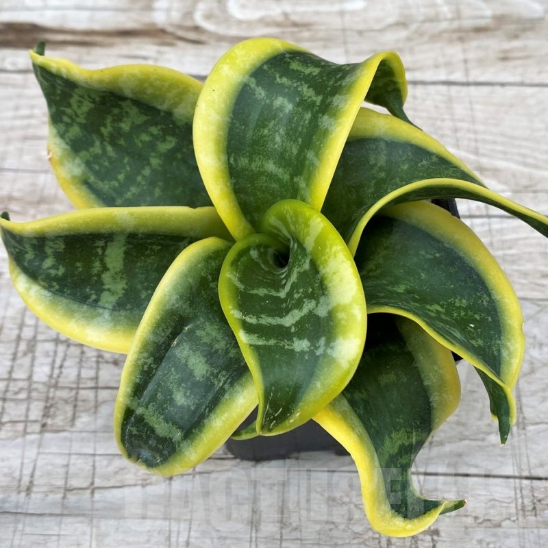 Cactus-online – Cactus-online