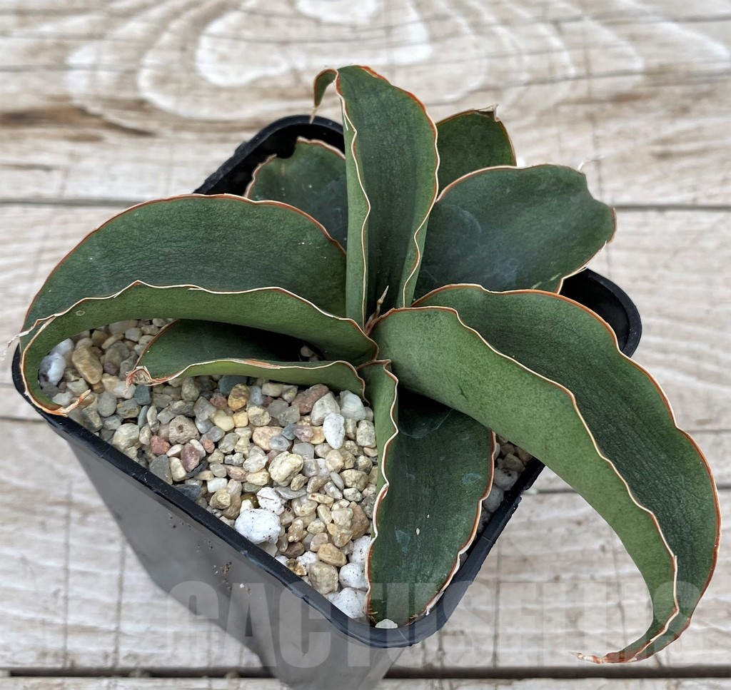 SH6515 Sansevieria ‘Rosalie’ – Cactus-online