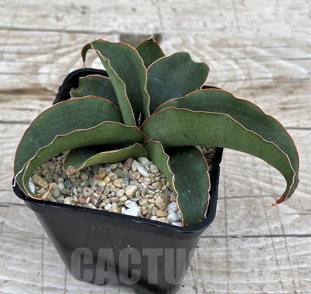 SH6515 Sansevieria ‘Rosalie’ – Cactus-online