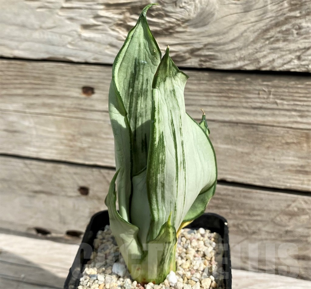 SH6483 Sansevieria trifasciata ‘Brazilian’ – Cactus-online