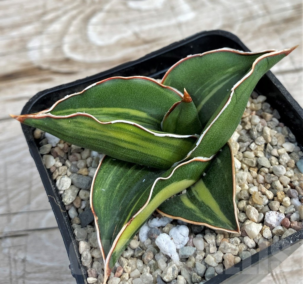 SH6487 Sansevieria ‘Samurai Dwarf’ f. variegata – Cactus-online