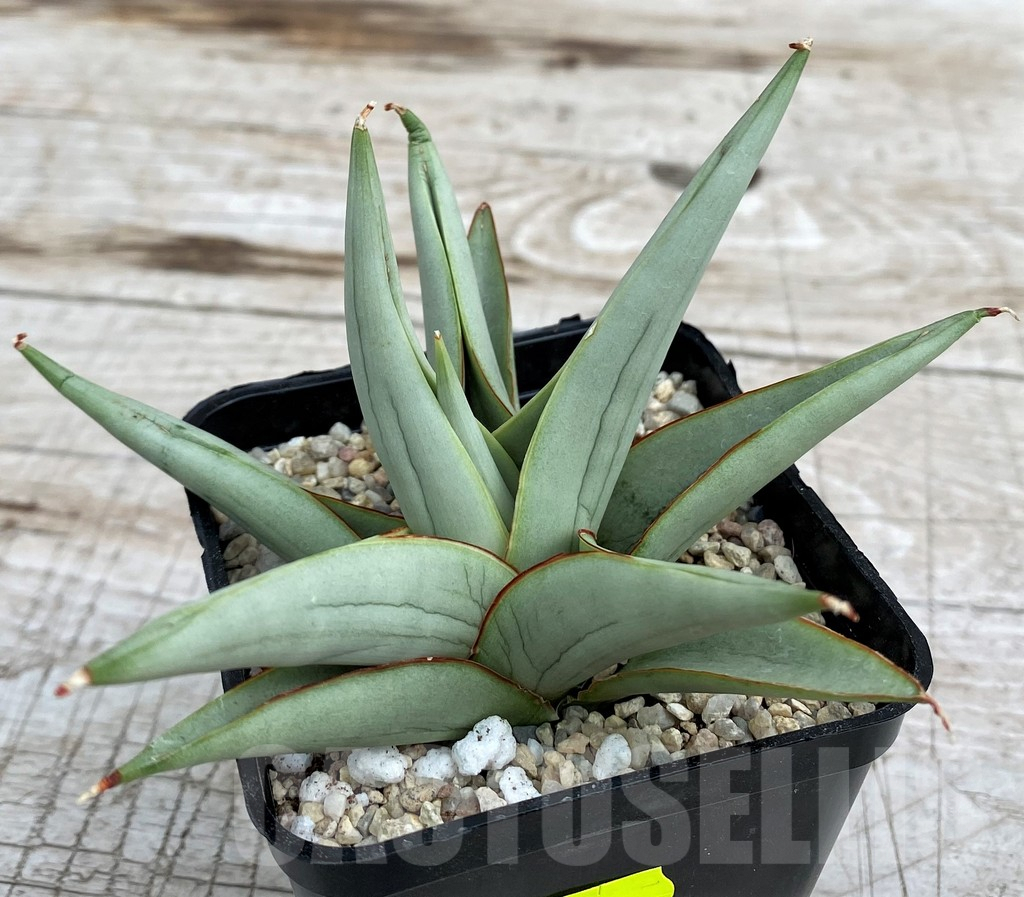 SH6491 Sansevieria hybrid ‘Chanin’ – Cactus-online