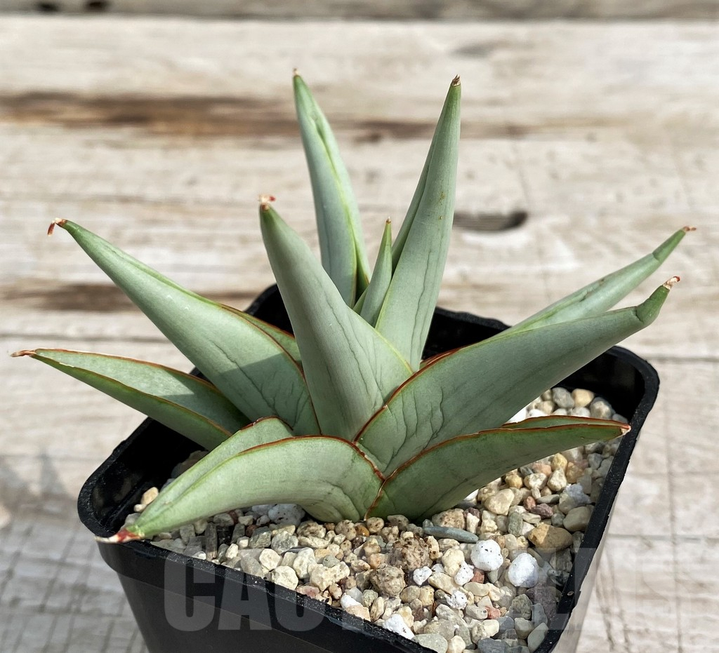 SH6491 Sansevieria hybrid ‘Chanin’ – Cactus-online