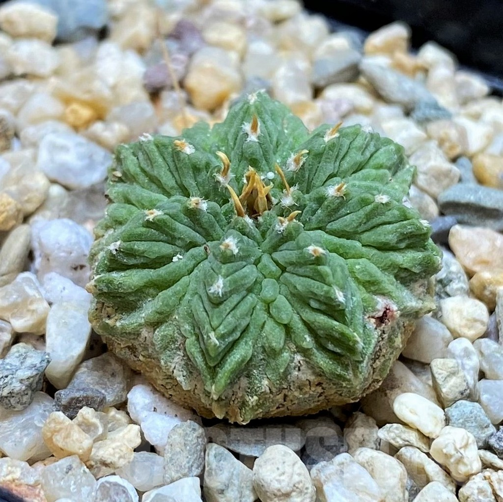SH6705 Aztekium ritteri GCG 12829 – Cactus-online