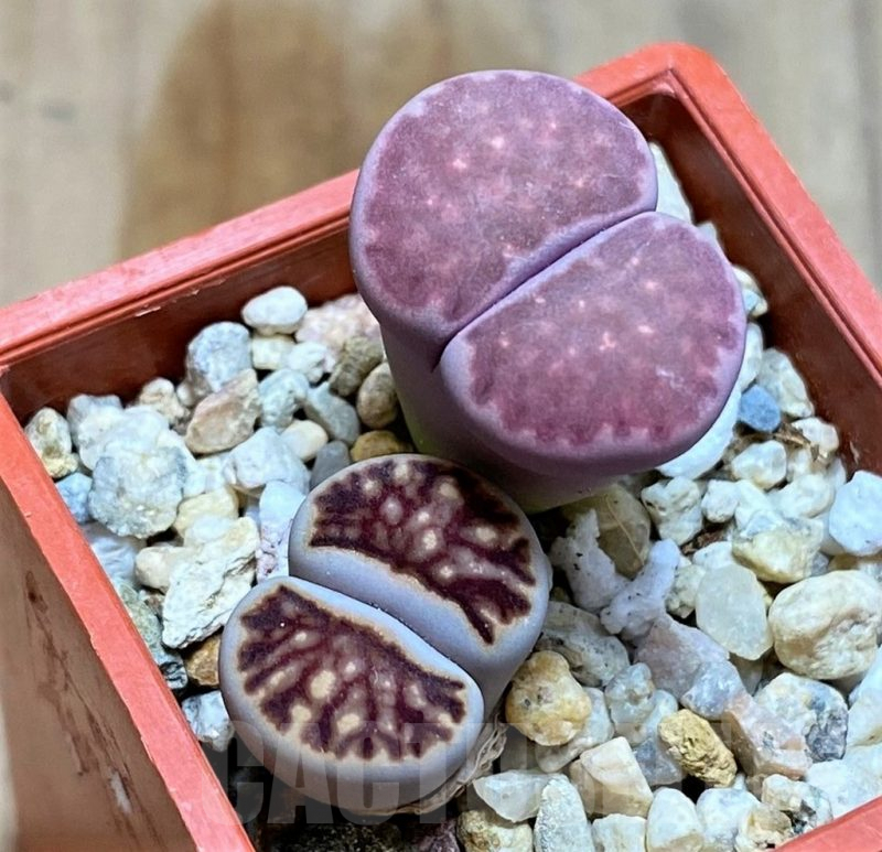 SH6845 Lithops julii ‘Kikushogyoku’, Lithops salicola ‘Sato’s Violet ...