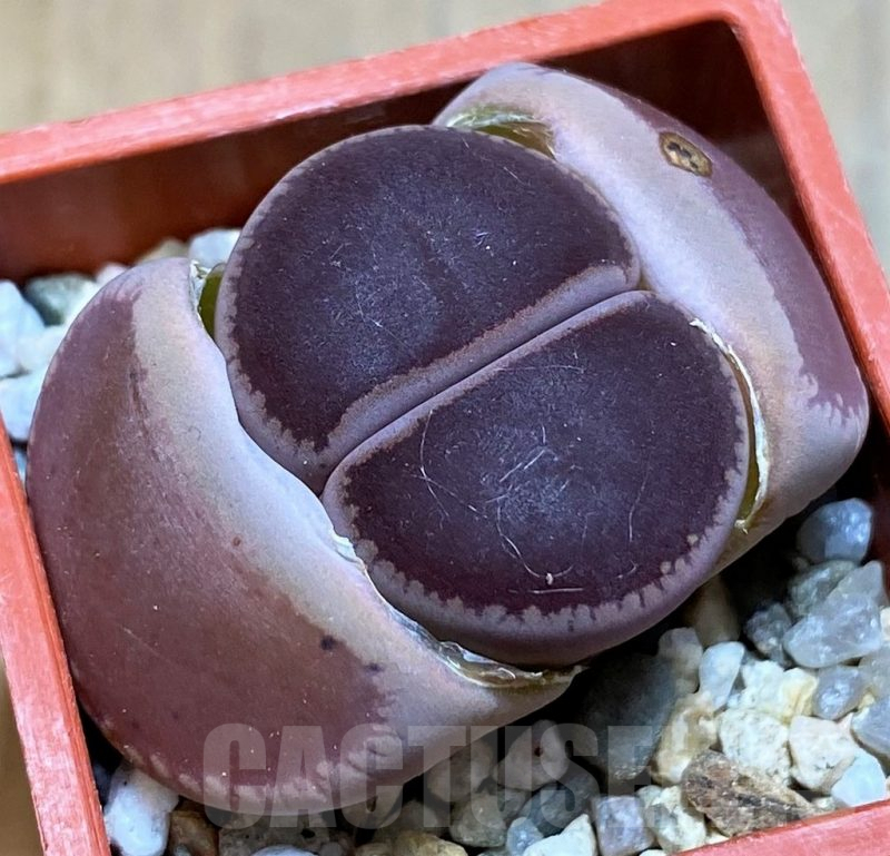 SH6983 Lithops aucampiae ‘KO’ – Cactus-online