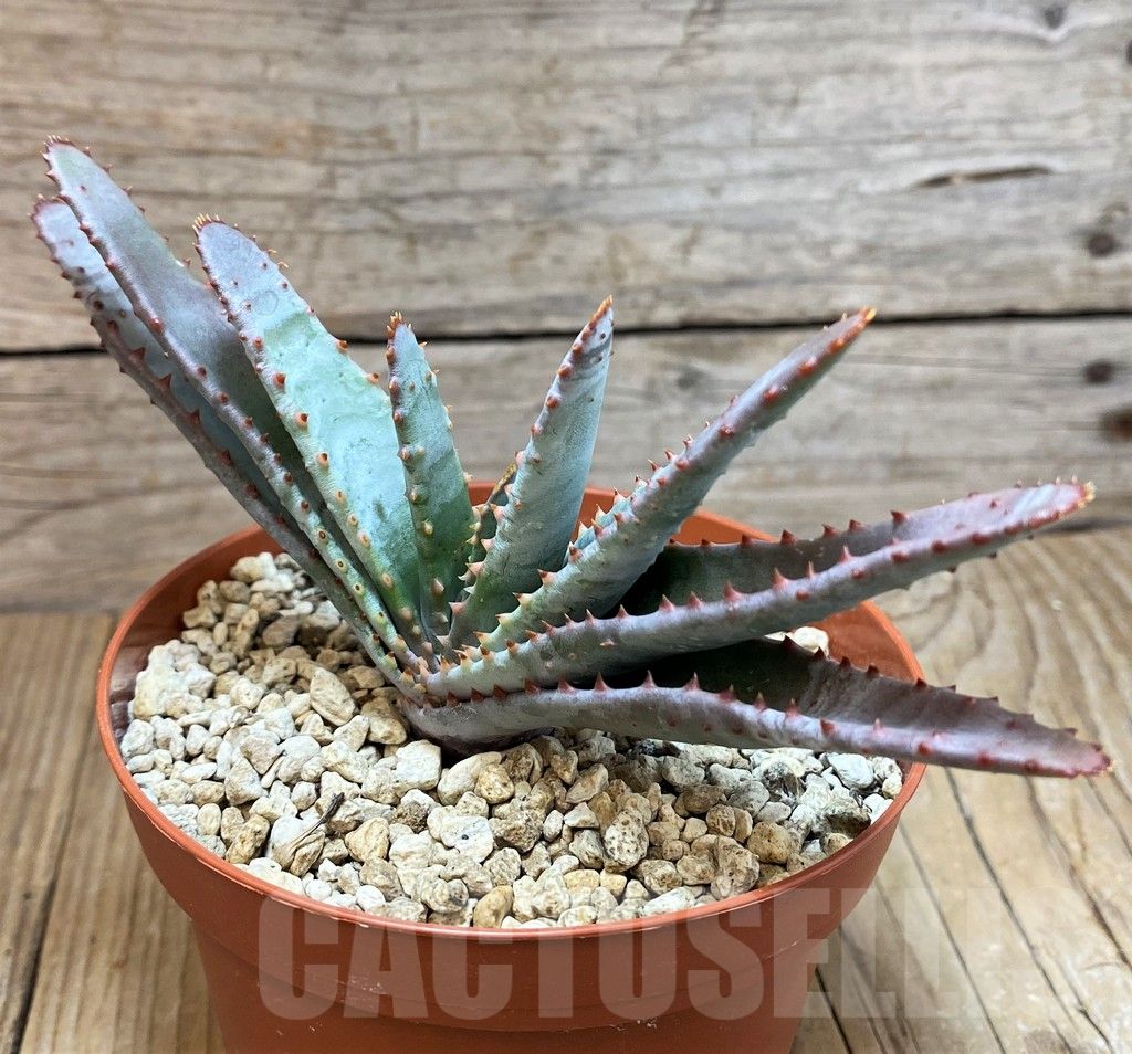SH7145 Aloe compressa v. paucituberculata – Cactus-online