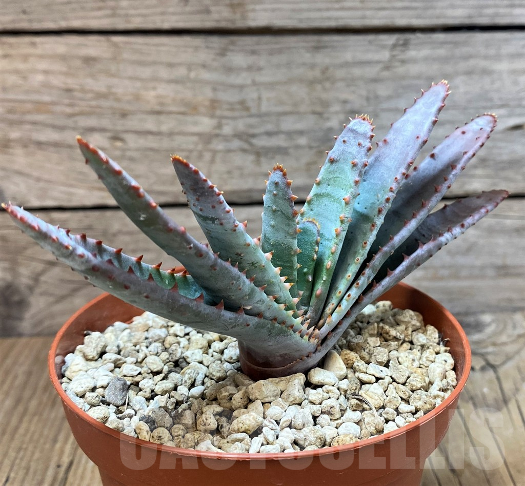 SH7145 Aloe compressa v. paucituberculata – Cactus-online