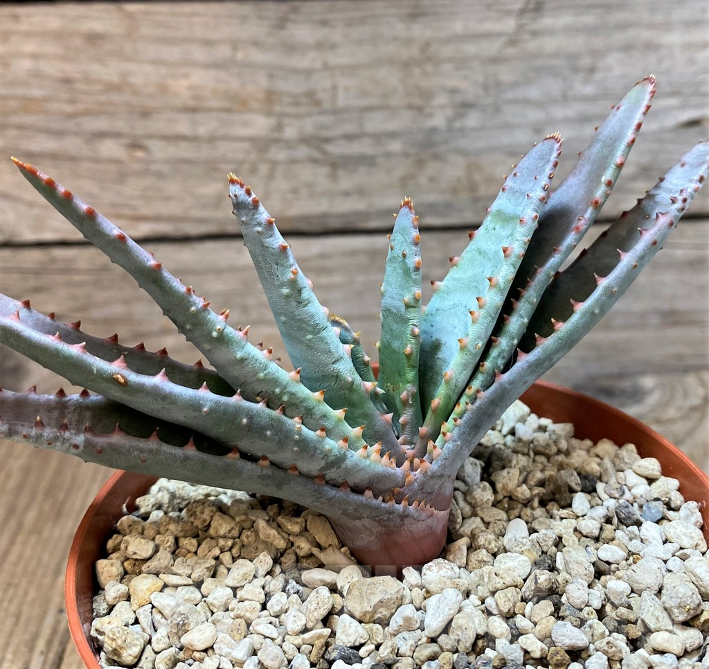 SH7145 Aloe compressa v. paucituberculata – Cactus-online