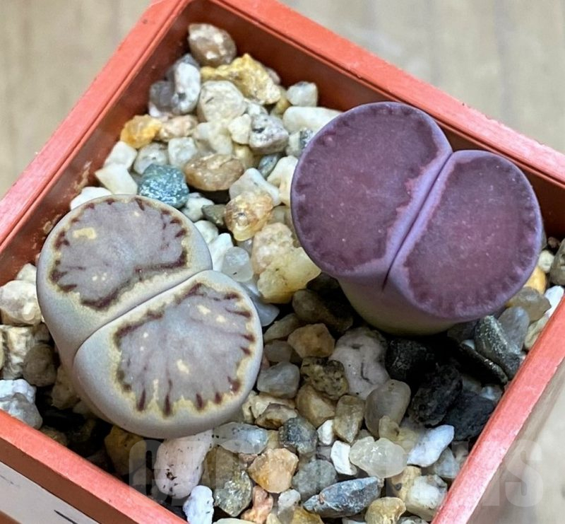 SH7305 Lithops julii ‘Kikushogyoku’, Lithops salicola ‘Sato’s Violet ...