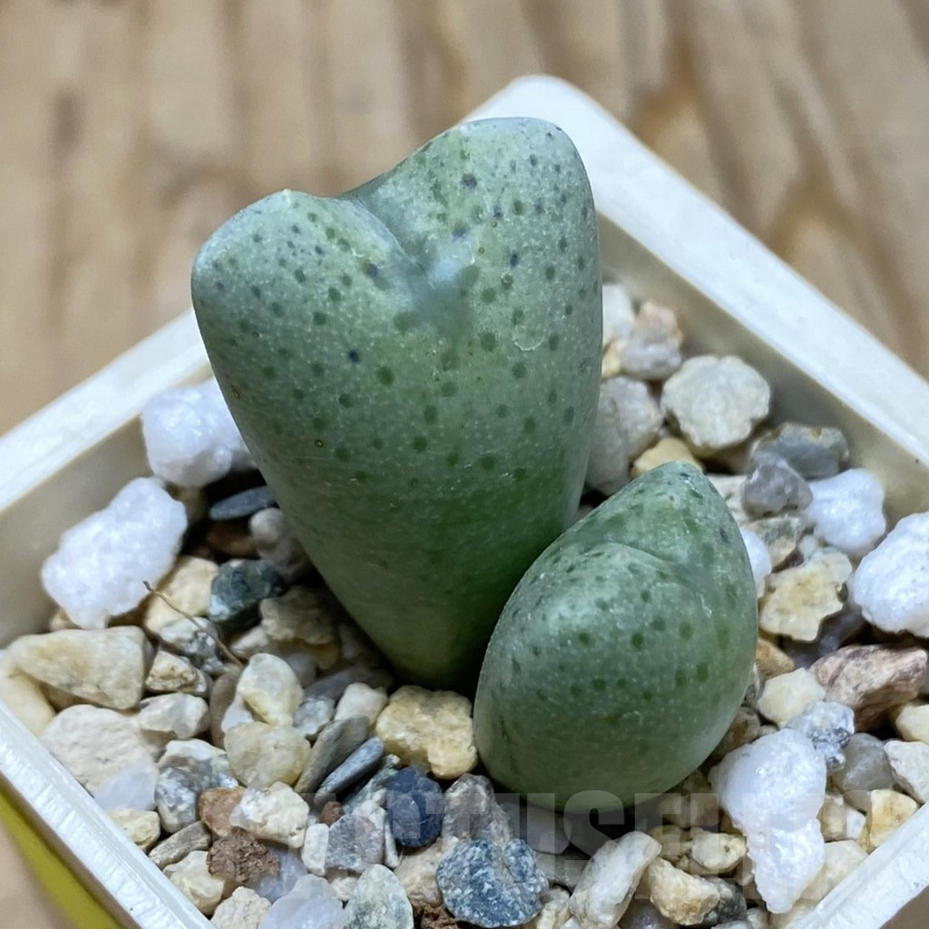 SH6228 Conophytum limpidum Rosynebos ll – Cactus-online