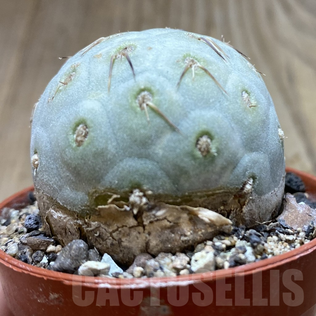 SH6236 Tephrocactus geometricus – Cactus-online
