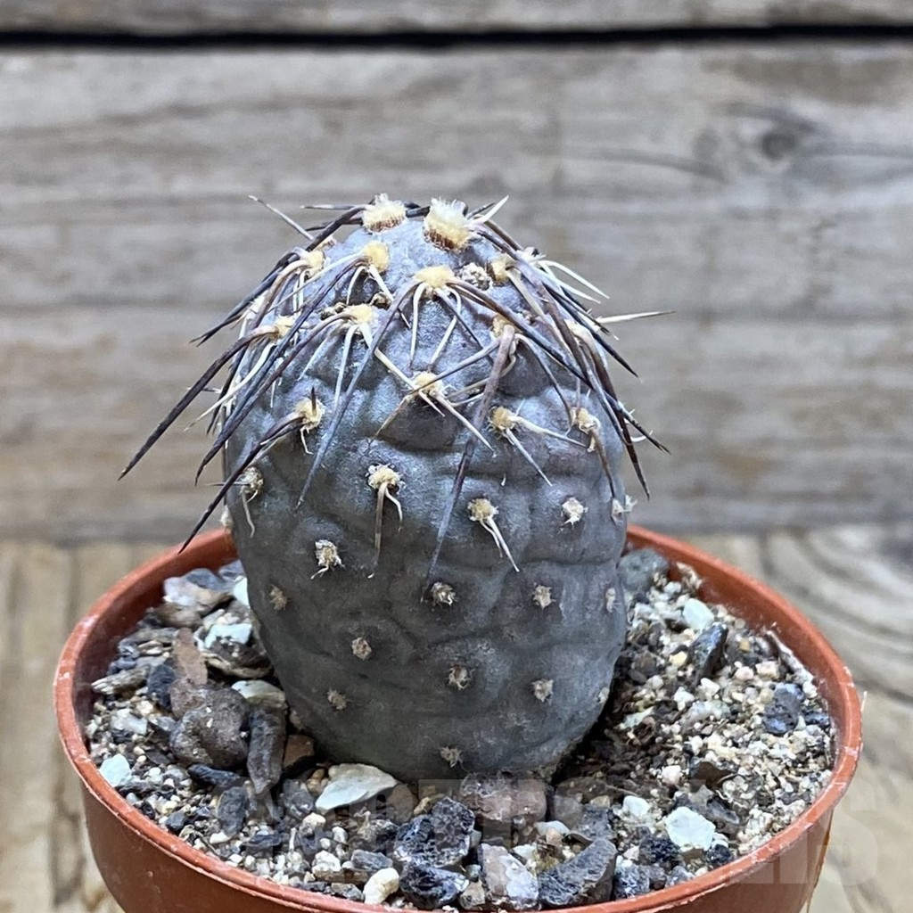 SH6241 Tephrocactus geometricus – Cactus-online