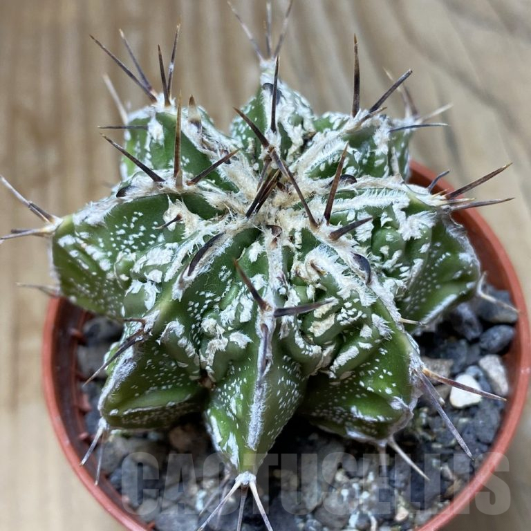 SH6327 Astrophytum asterias ‘Hanazono’ – Cactus-online