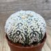 SH6327 Astrophytum asterias ‘Hanazono’ – Cactus-online