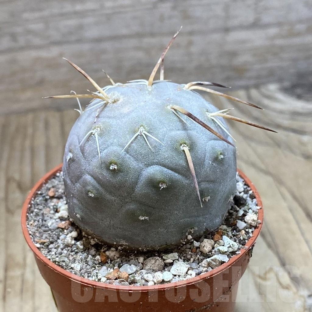 SH6341 Tephrocactus geometricus – Cactus-online
