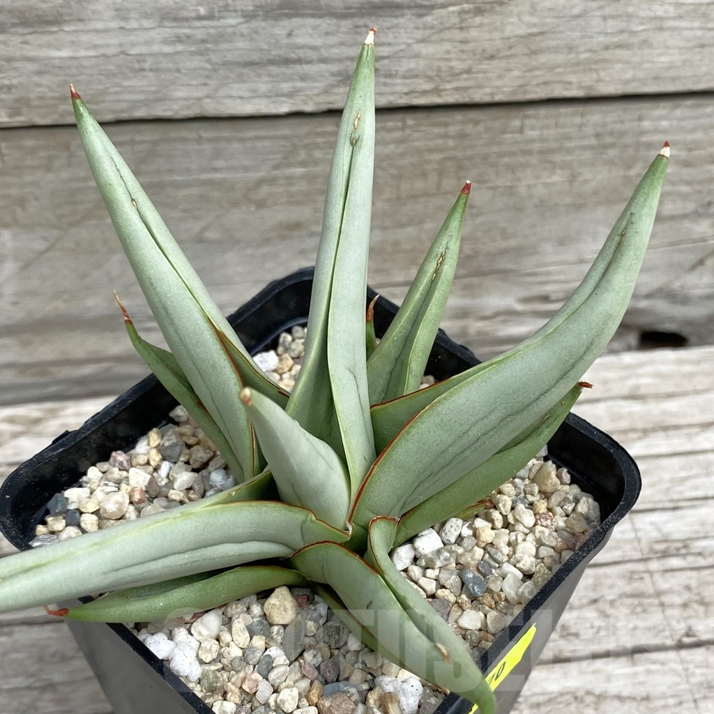SH6570 Sansevieria hybrid ‘Chanin’ – Cactus-online