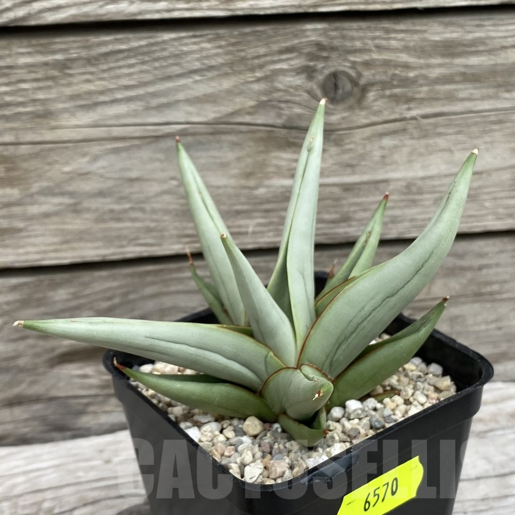 SH6570 Sansevieria hybrid ‘Chanin’ – Cactus-online
