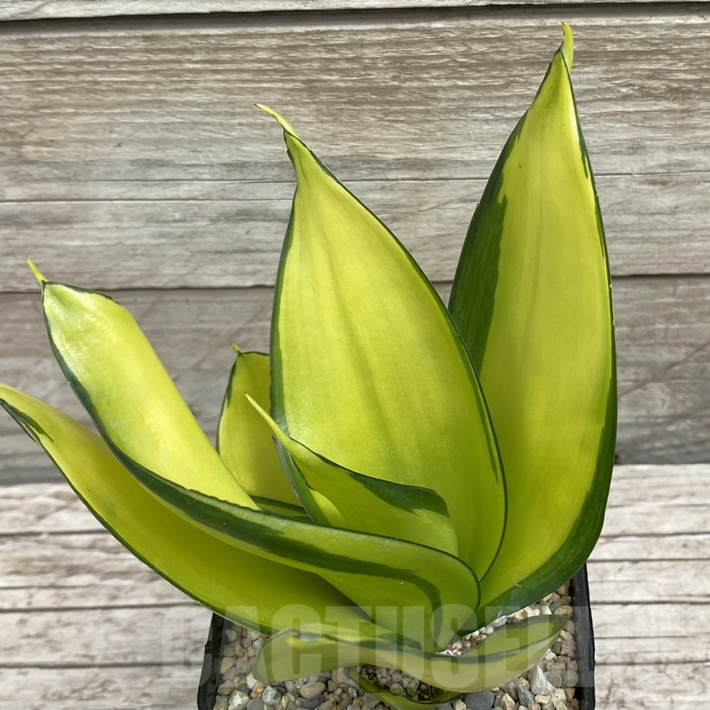 SH6571 Sansevieria ‘Green Mould’ f. variegata – Cactus-online