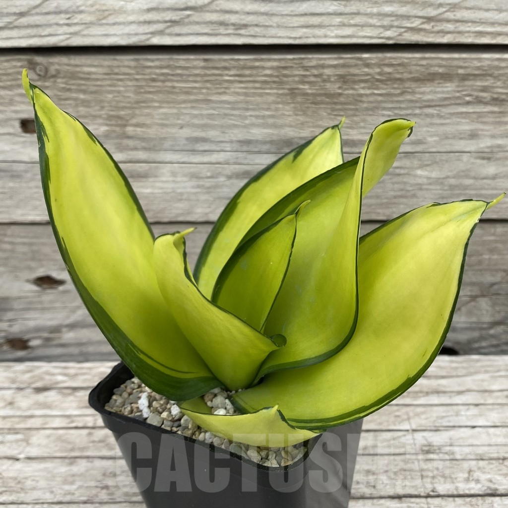 SH6571 Sansevieria ‘Green Mould’ f. variegata – Cactus-online