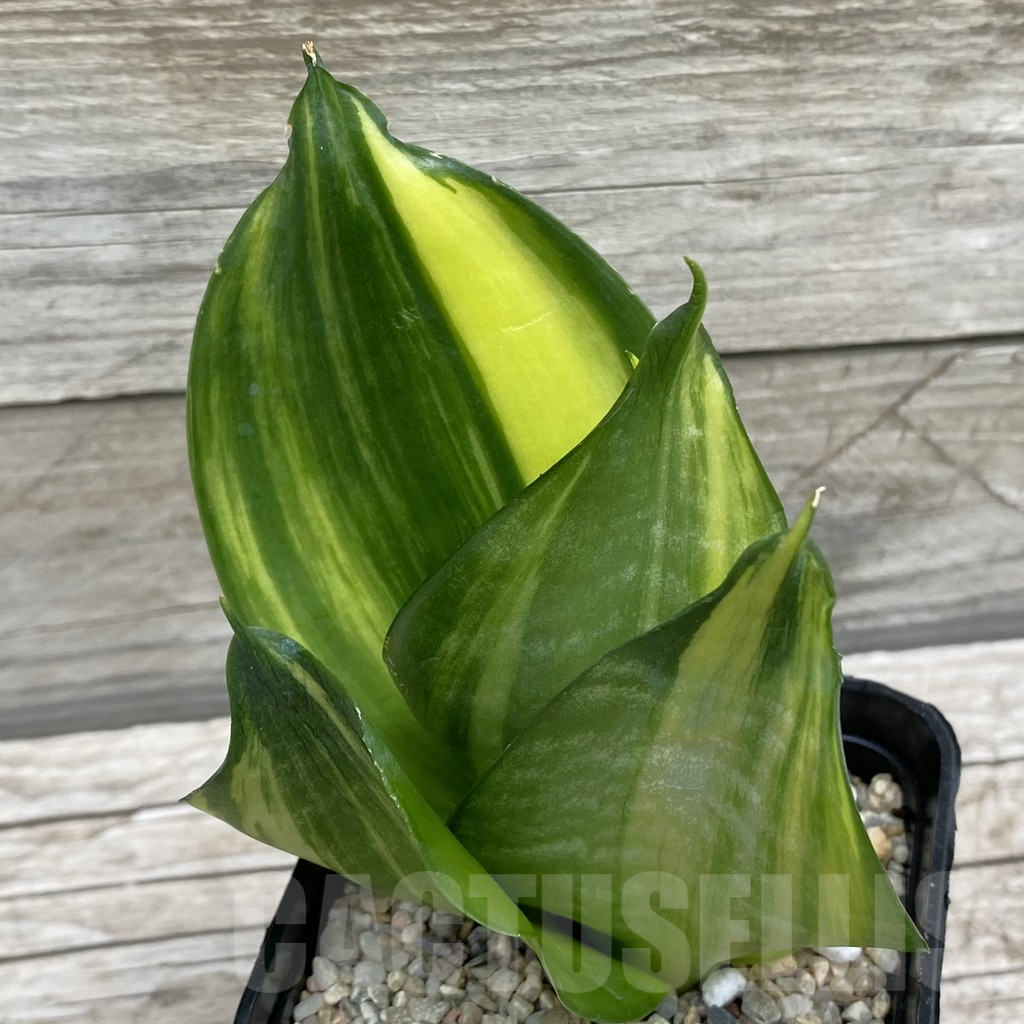 SH6575 Sansevieria ‘Green Mould’ f. variegata – Cactus-online