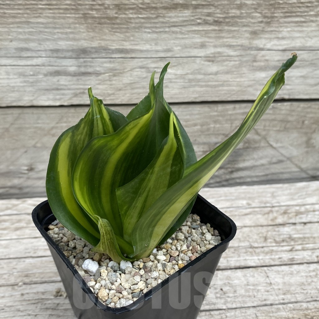 SH6575 Sansevieria ‘Green Mould’ f. variegata – Cactus-online