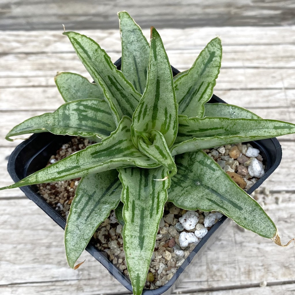 SH6576 Sansevieria hybrid ‘Bianca’ – Cactus-online