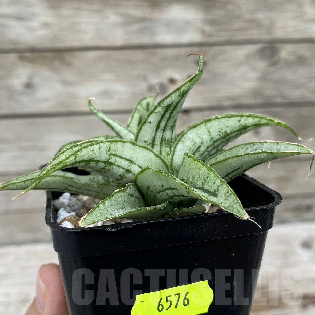 SH6576 Sansevieria hybrid ‘Bianca’ – Cactus-online