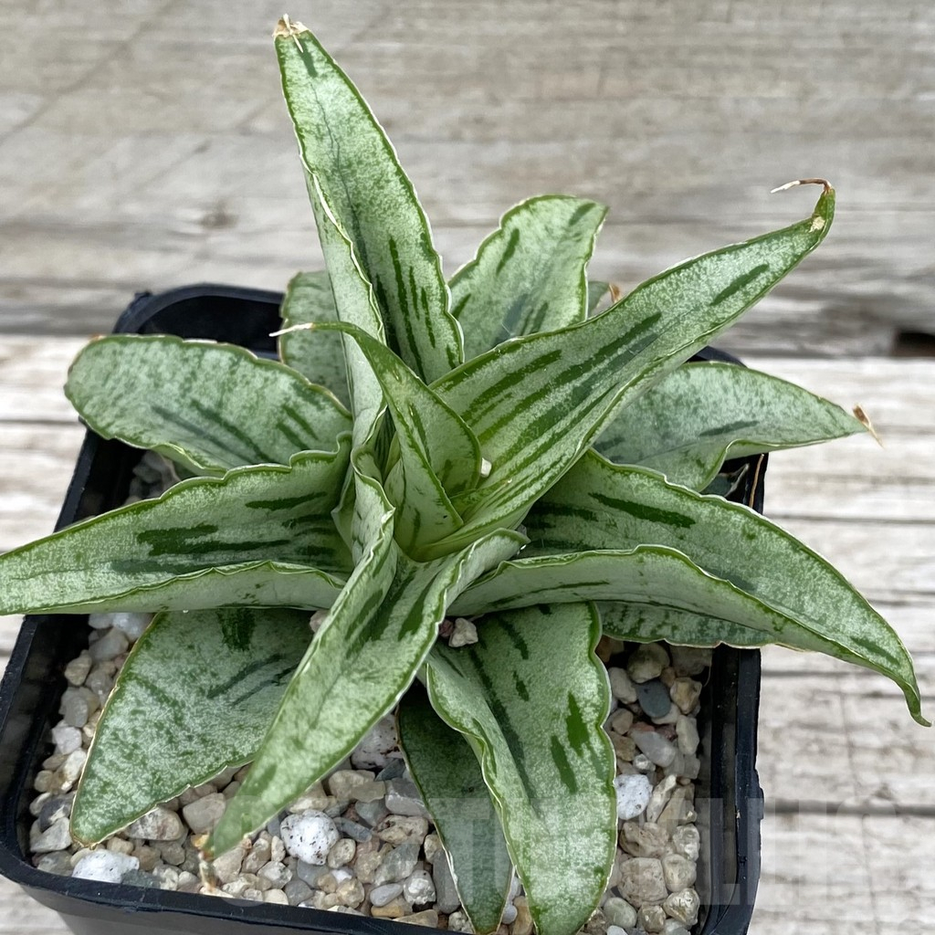 SH6578 Sansevieria hybrid ‘Bianca’ – Cactus-online