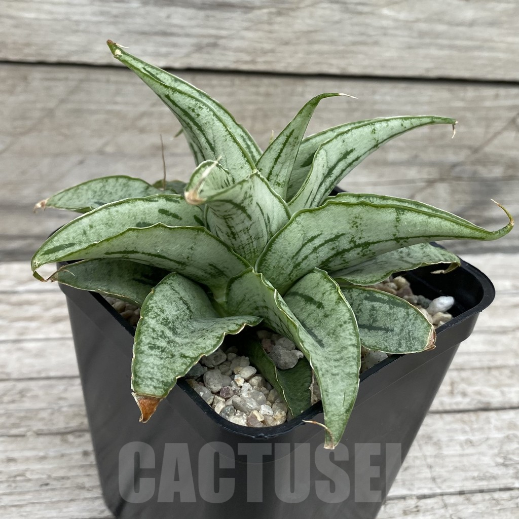 SH6578 Sansevieria hybrid ‘Bianca’ – Cactus-online