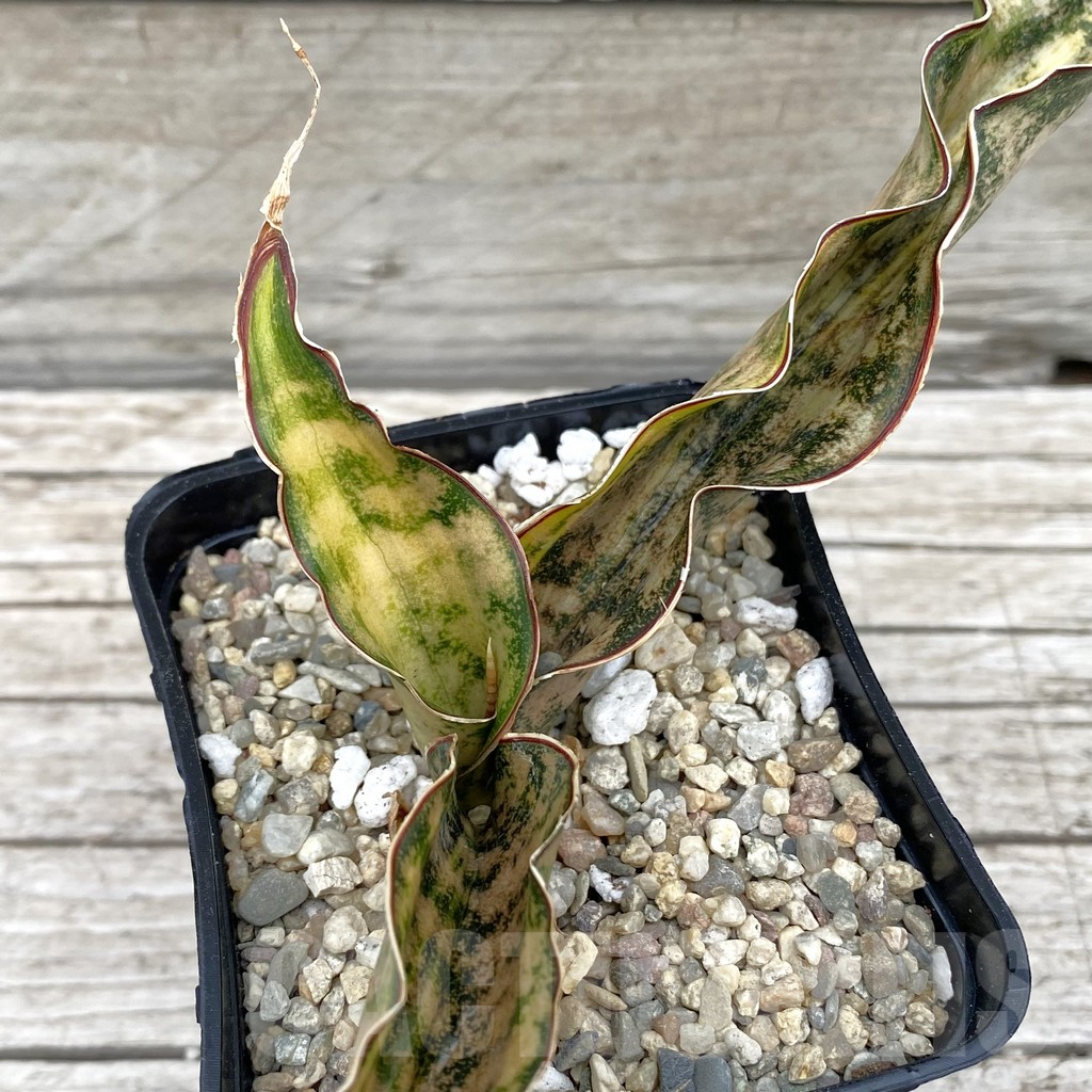 Cactus-online – Cactus-online