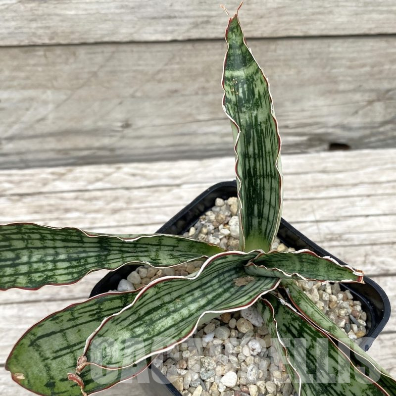 Cactus-online – Cactus-online