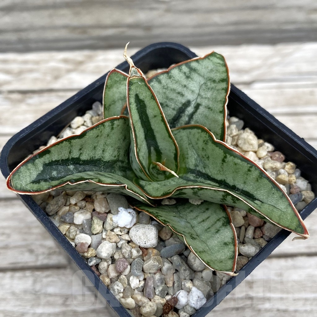 SH6586 Sansevieria ‘Kaisar’ hybrid – Cactus-online