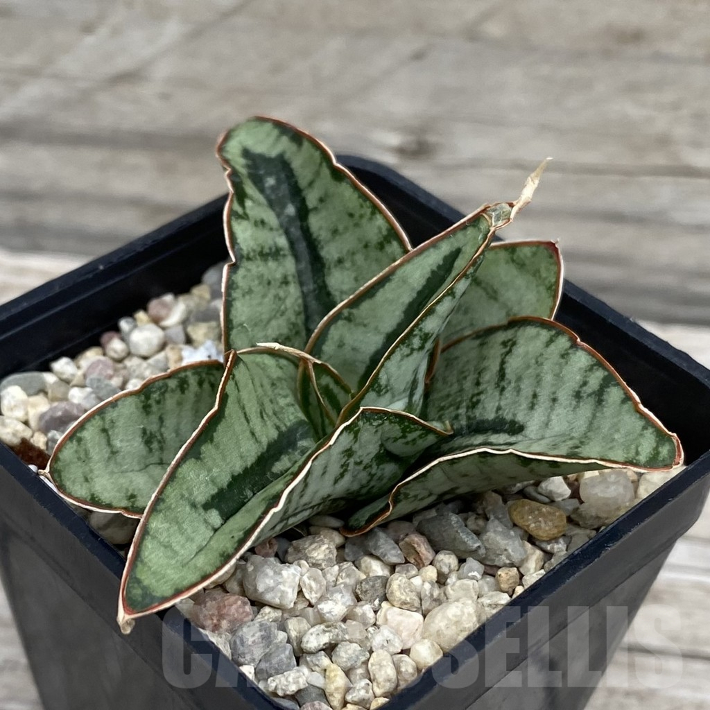SH6586 Sansevieria ‘Kaisar’ hybrid – Cactus-online