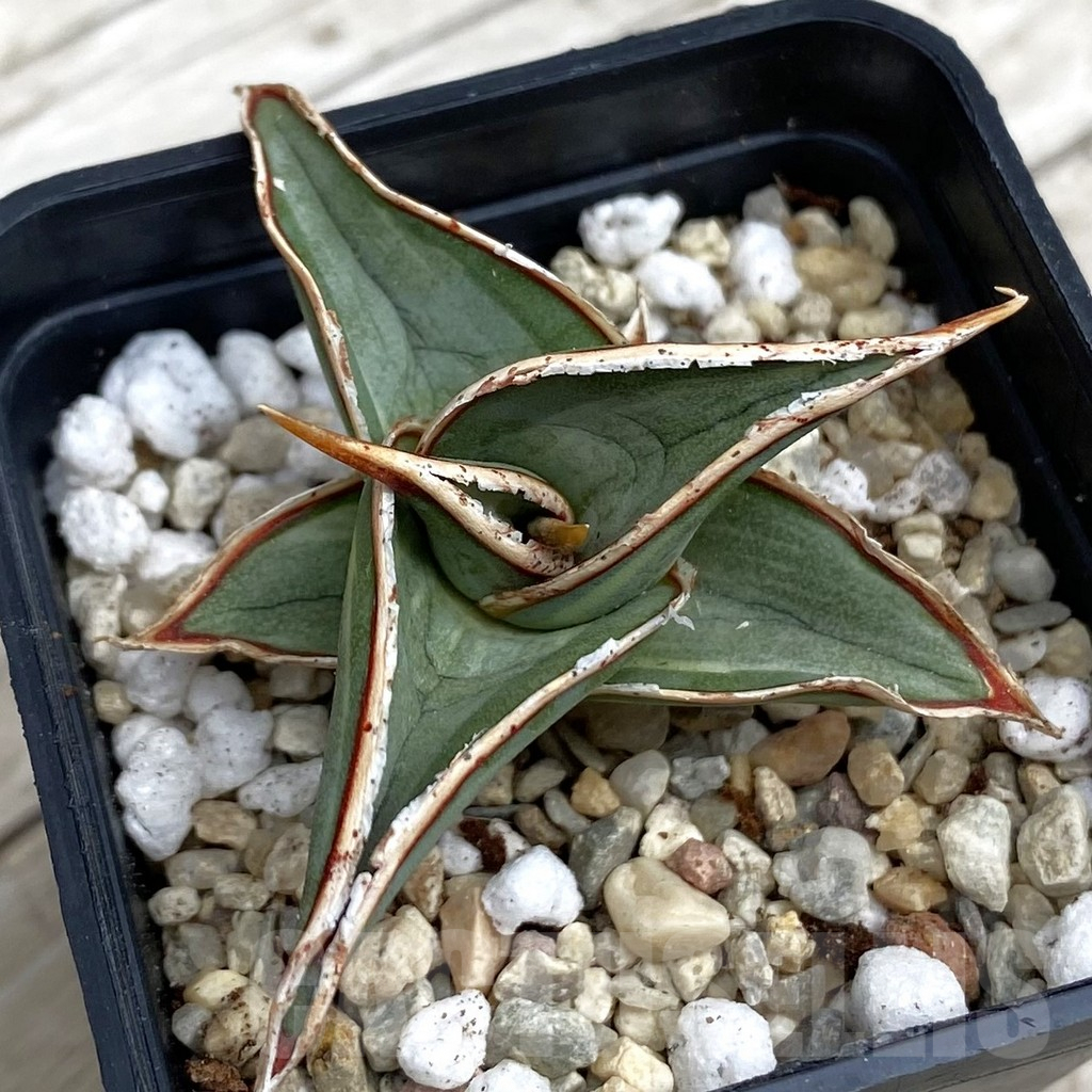 SH6590 Sansevieria ‘Pinguicula White’ – Cactus-online