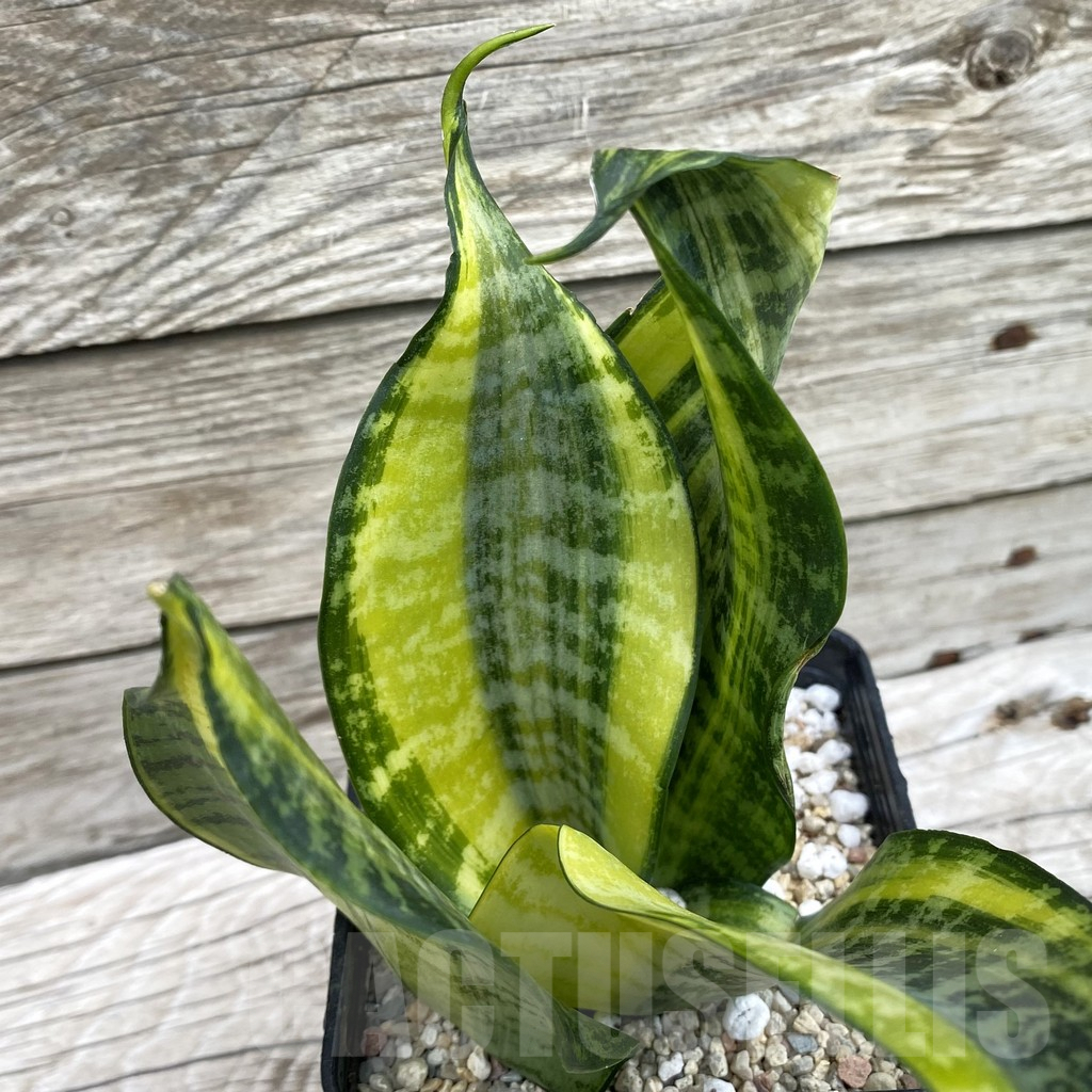 Cactus-online – Cactus-online