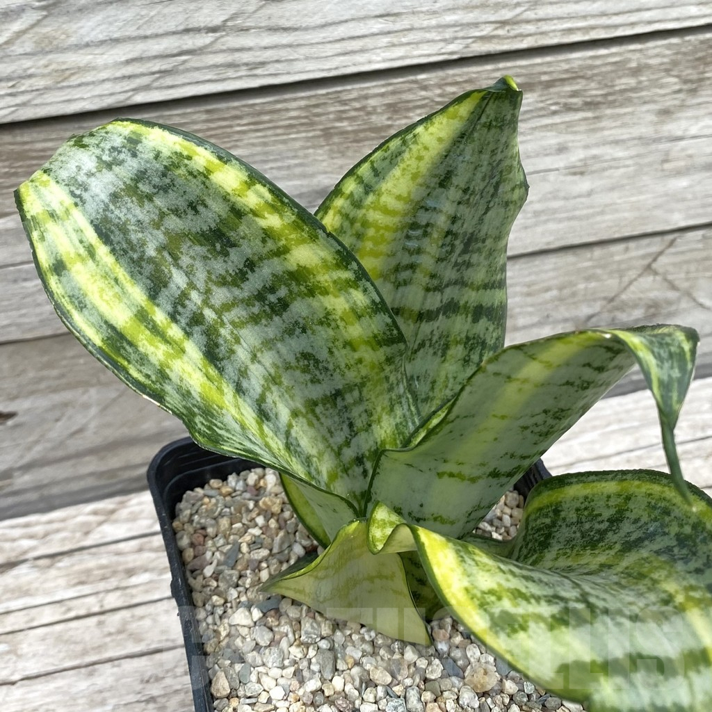 Cactus-online – Cactus-online