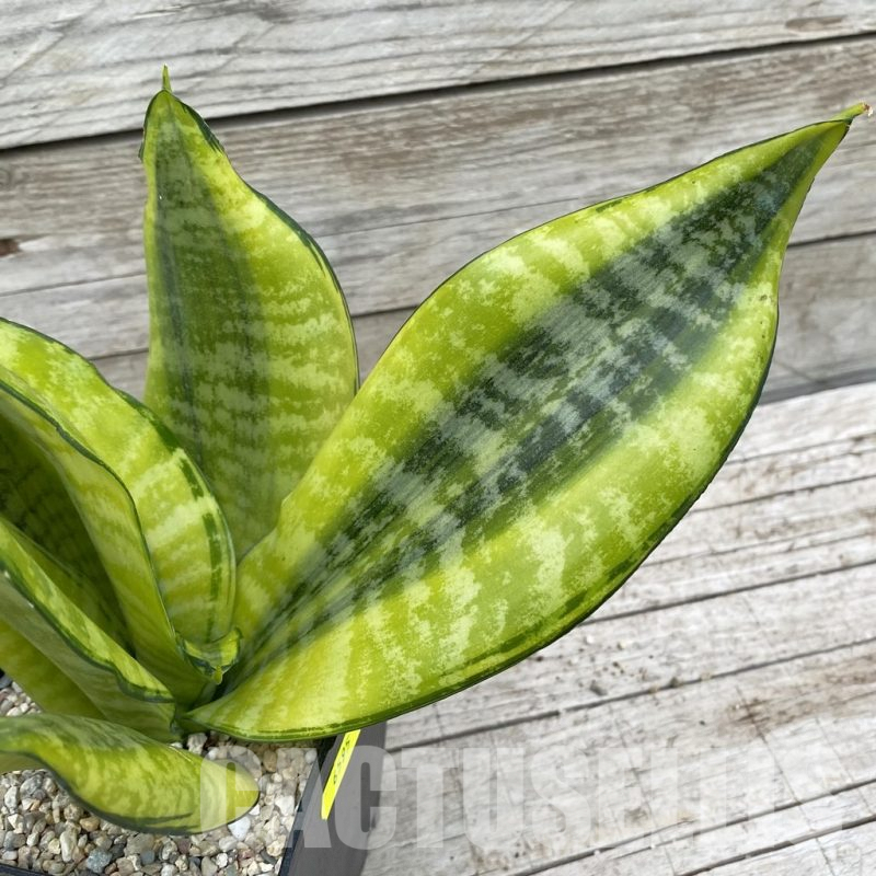 Cactus-online – Cactus-online