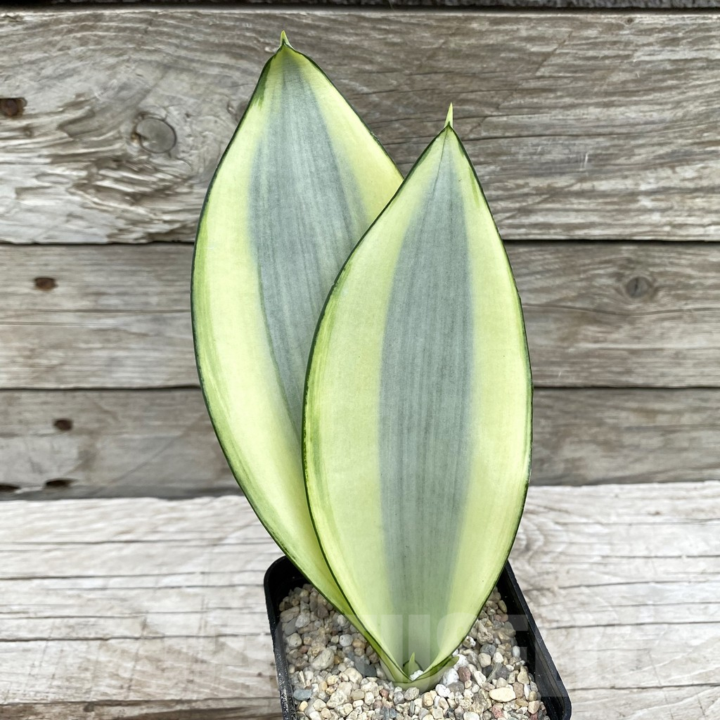 SH6548 Sansevieria ‘Splash’ – Cactus-online