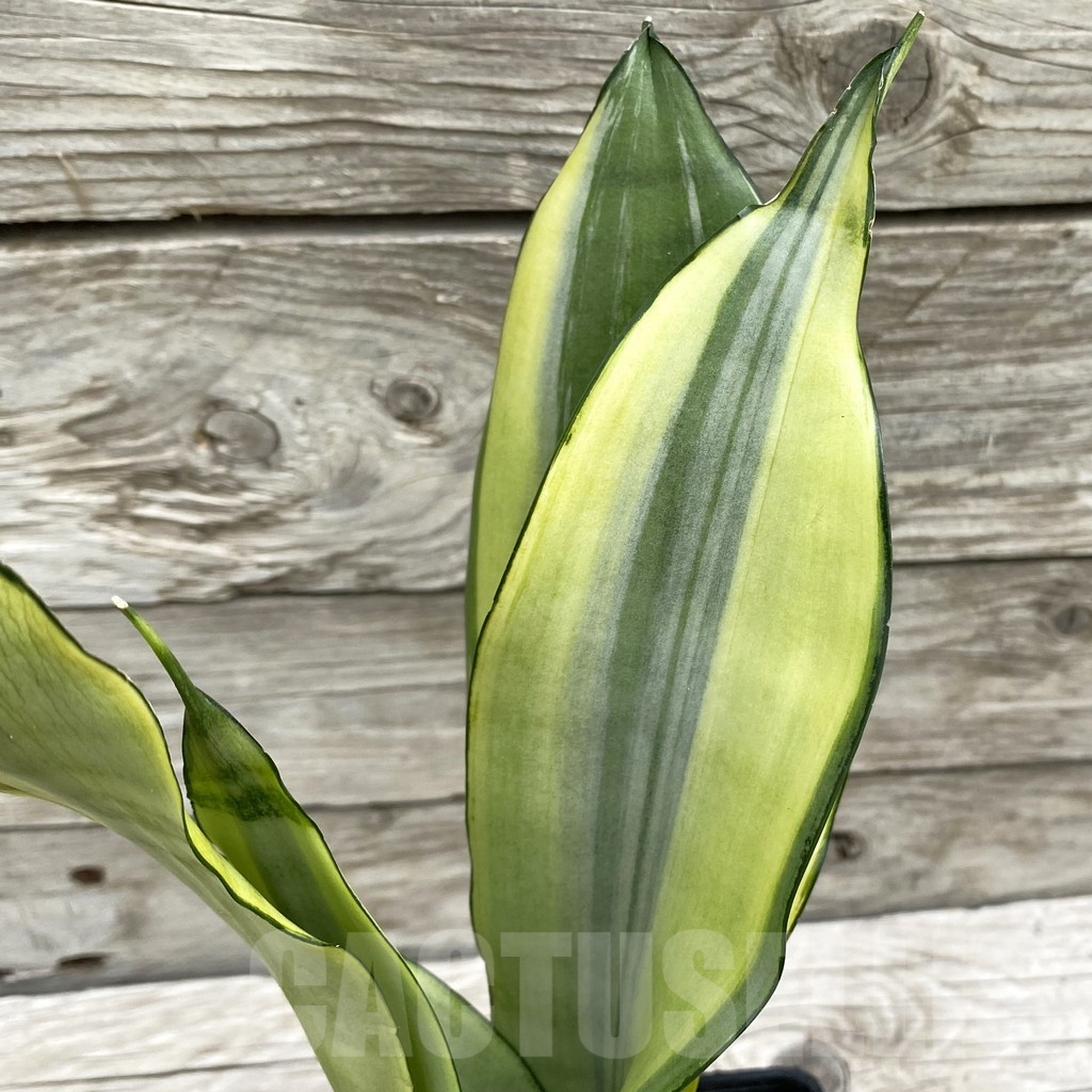 SH6552 Sansevieria trifasciata ‘Moonshine’ – Cactus-online