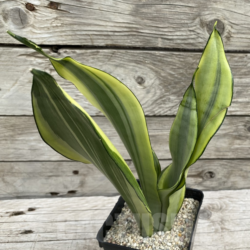 SH6552 Sansevieria trifasciata ‘Moonshine’ – Cactus-online