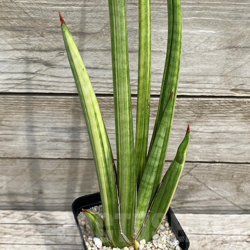 SH6560 Sansevieria ‘Royal Crown’ f. variegata – Cactus-online