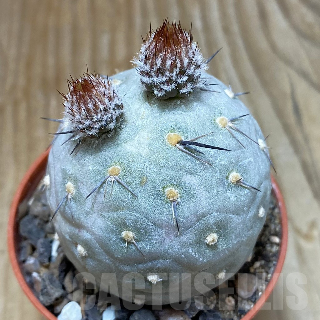 SH6899 Tephrocactus geometricus – Cactus-online