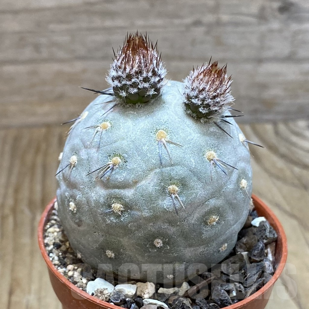 SH6899 Tephrocactus geometricus – Cactus-online
